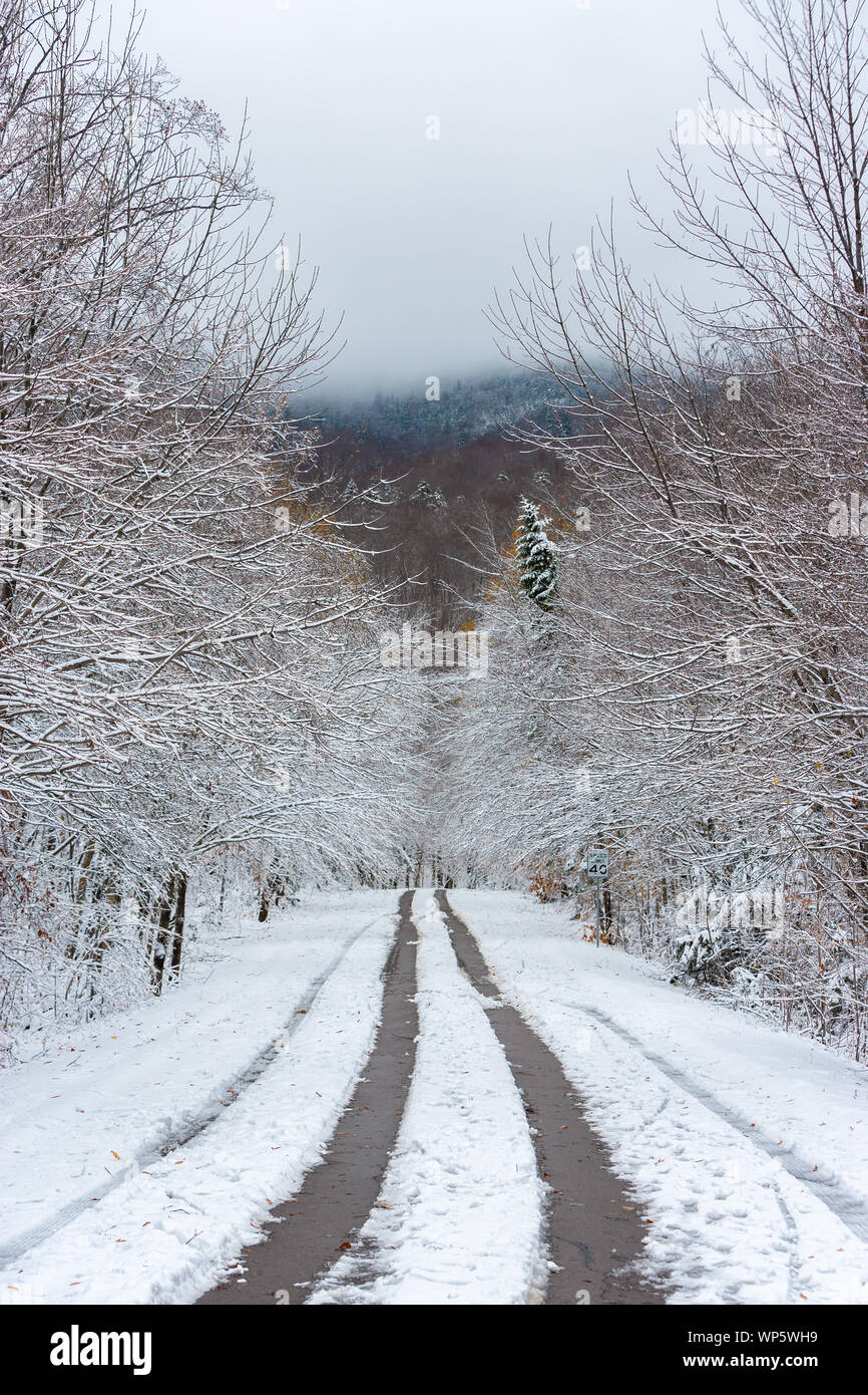 Snow covered road underneath a canopy of snow covered trees leading to ...