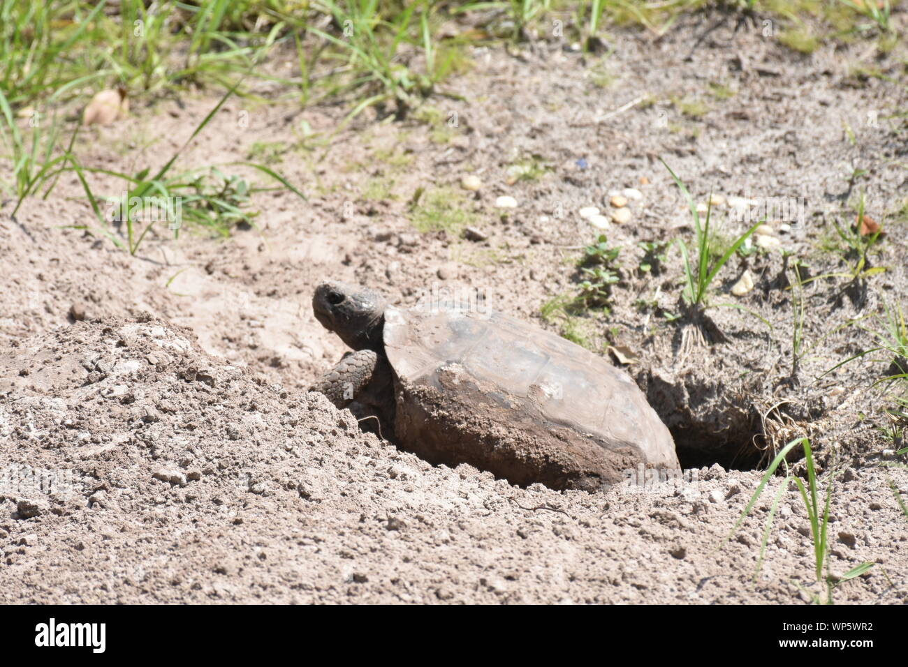 This wildlife photo of a Wild Gopher Tortoise was taken after it moved ...