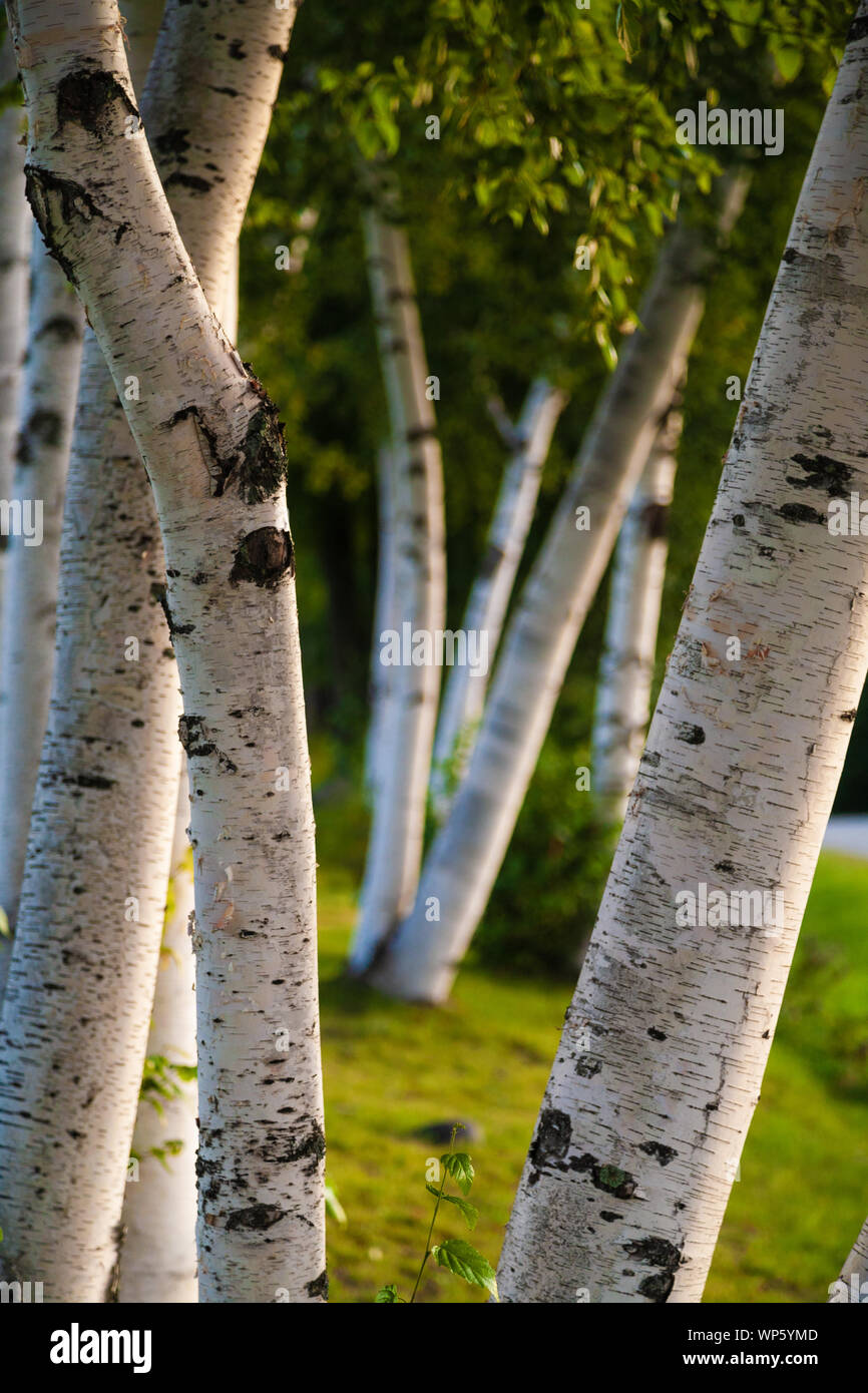 Many tall trees hi-res stock photography and images - Alamy