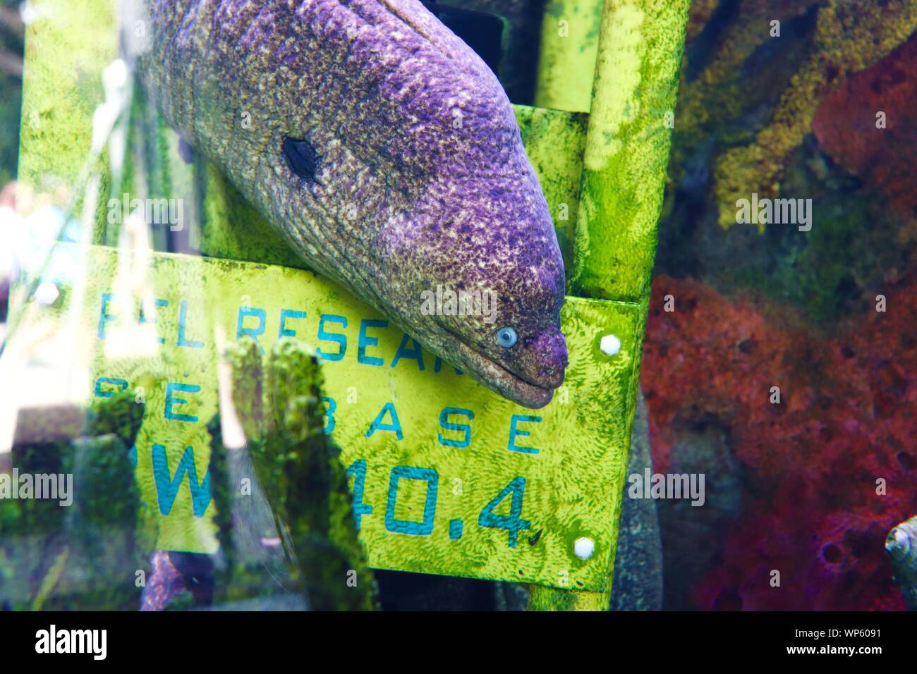 Eel with creepy blue eye Stock Photo - Alamy
