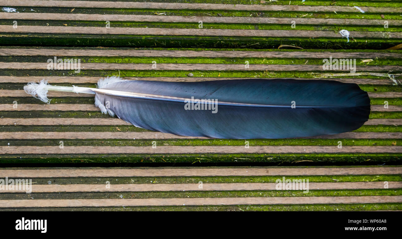 closeup of a tropical bird feather, plumage of a exotic specie Stock ...