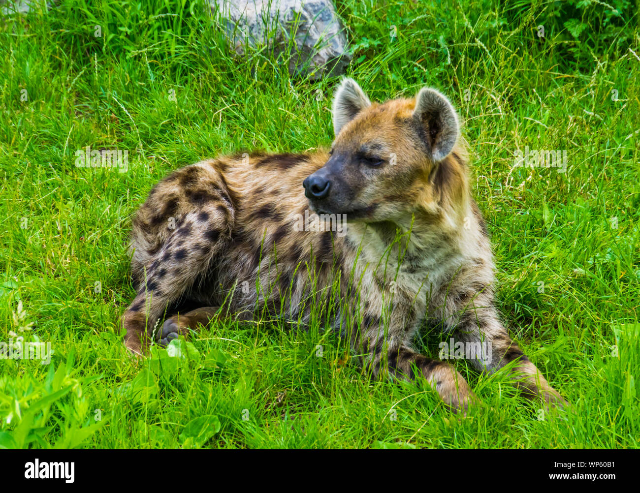 closeup of a spotted hyena laying in the grass, tropical wild dog from ...