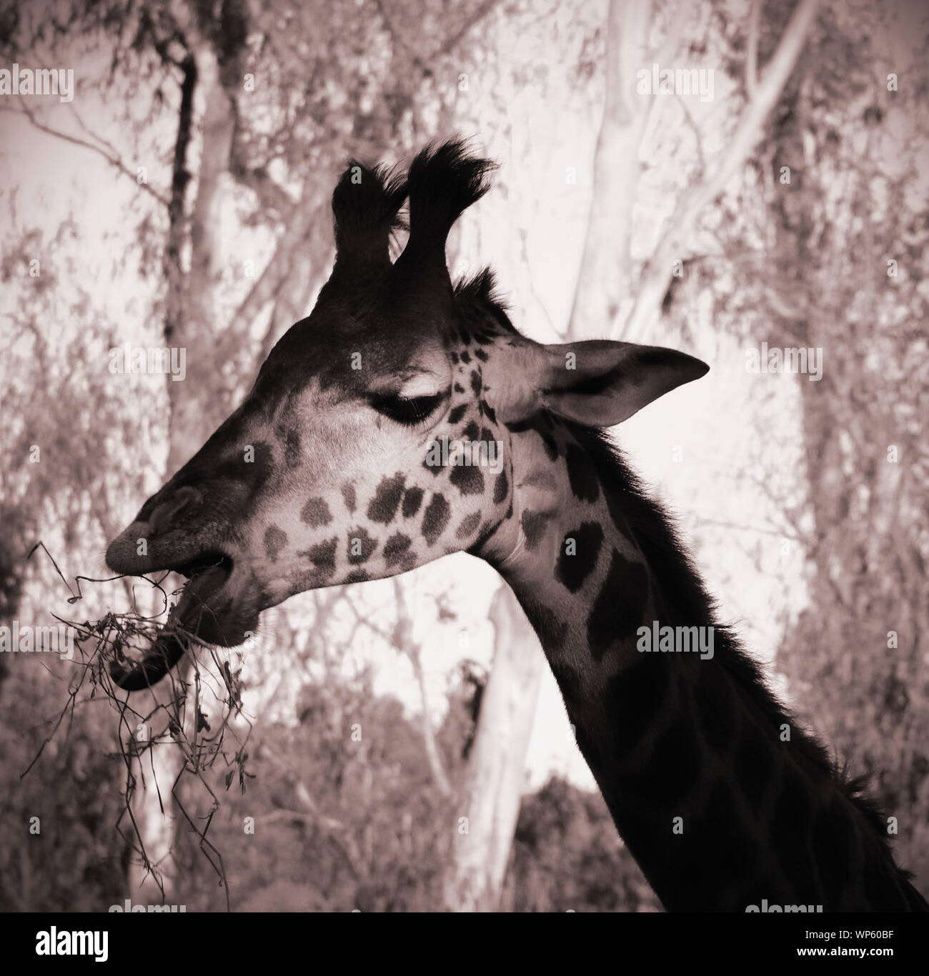 giraffe eating hay Stock Photo - Alamy