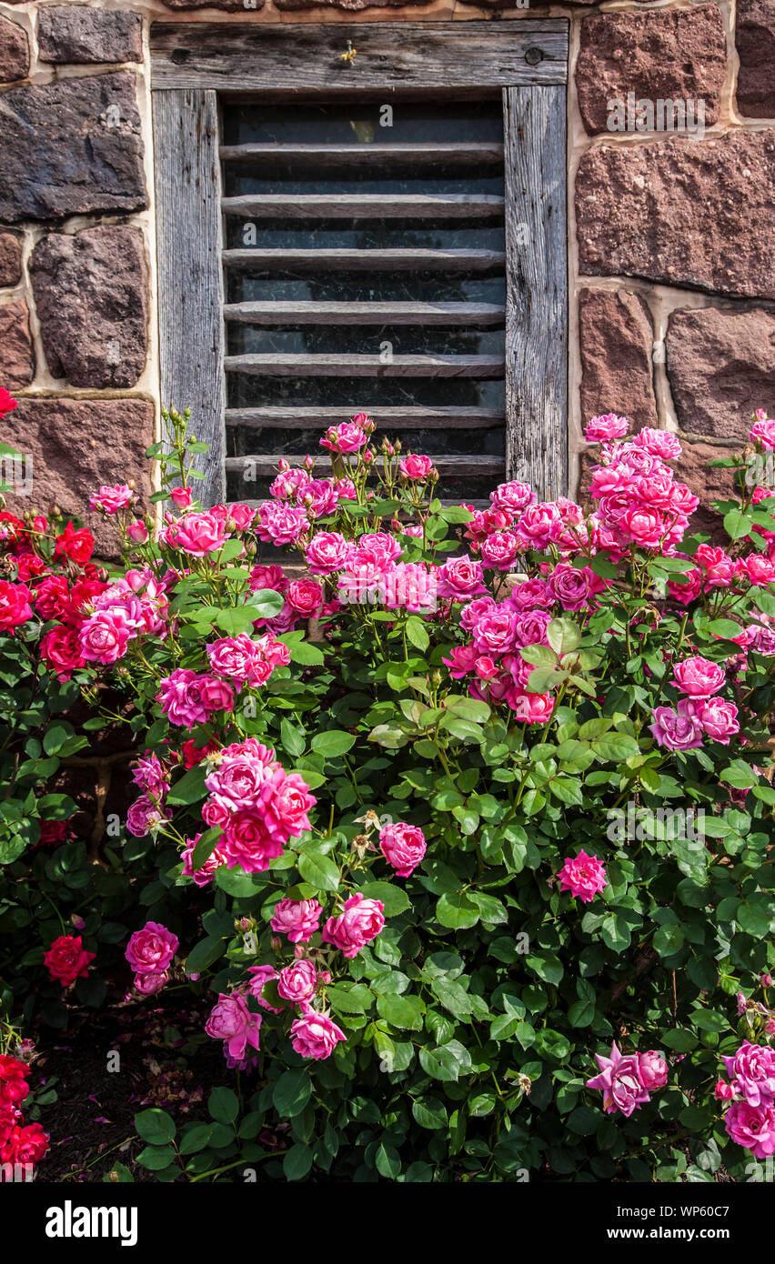Roses against a stone barn window vent, Lancaster County, Pennsylvania ...