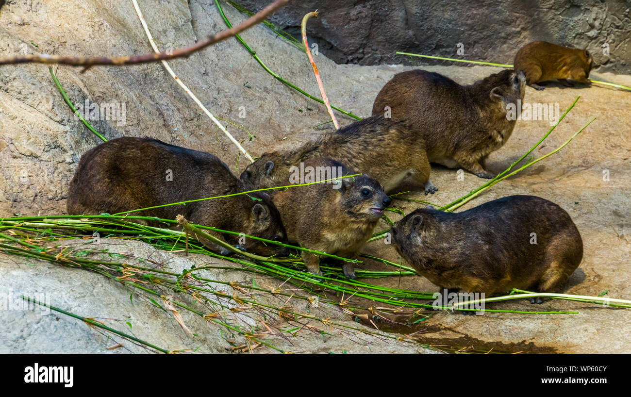 Rock hyrax group hi-res stock photography and images - Alamy