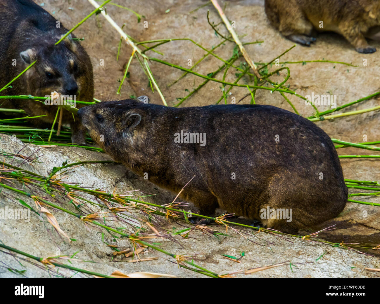Rock hyrax zoo hi-res stock photography and images - Alamy