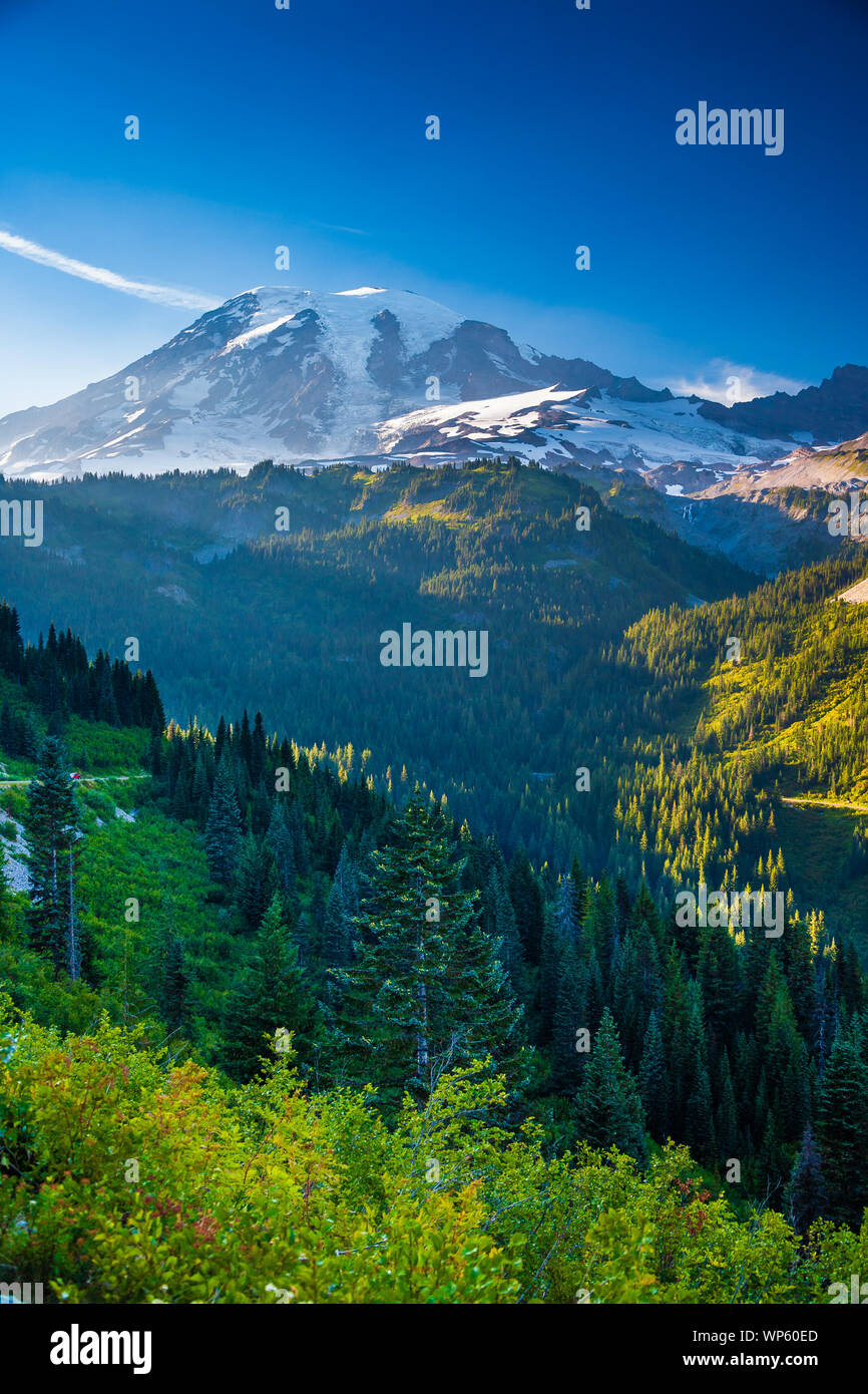 Overlooking a valley forest of pine trees with snow covered Mt. Rainier ...