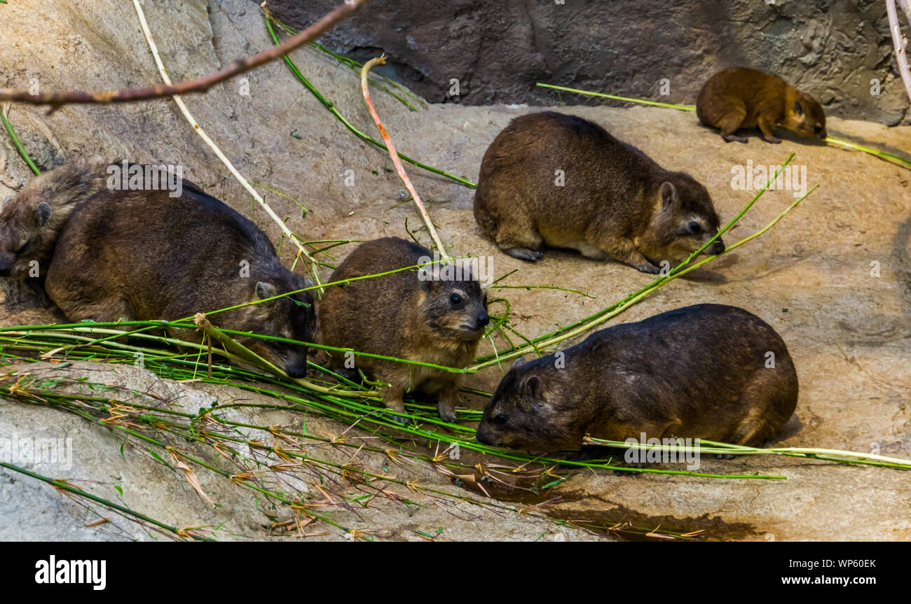 family of rock rabbits together, tropical animal specie from Africa ...