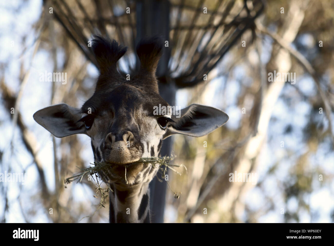Giraffe eating hay Stock Photo - Alamy