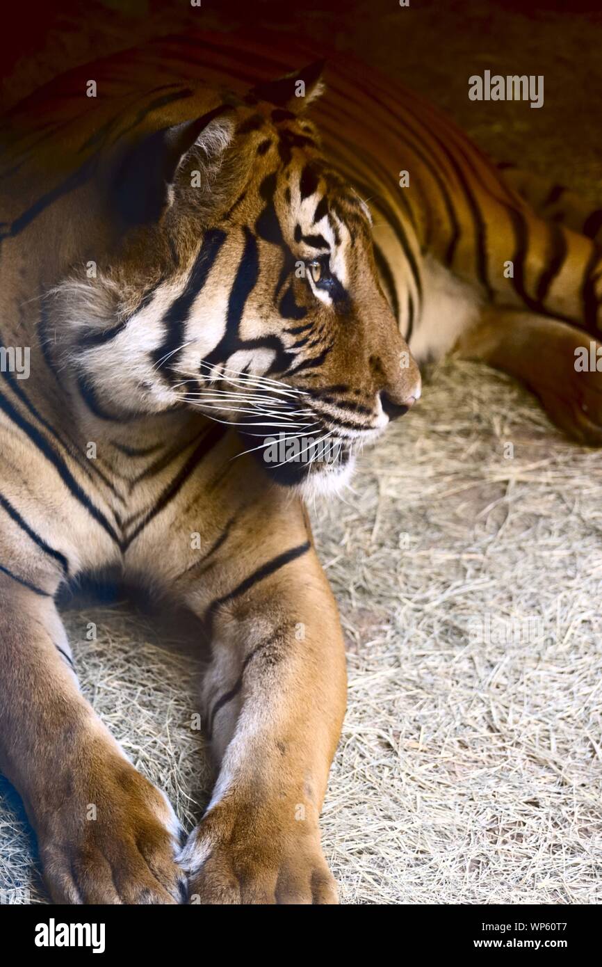 Tiger watching for prey Stock Photo - Alamy