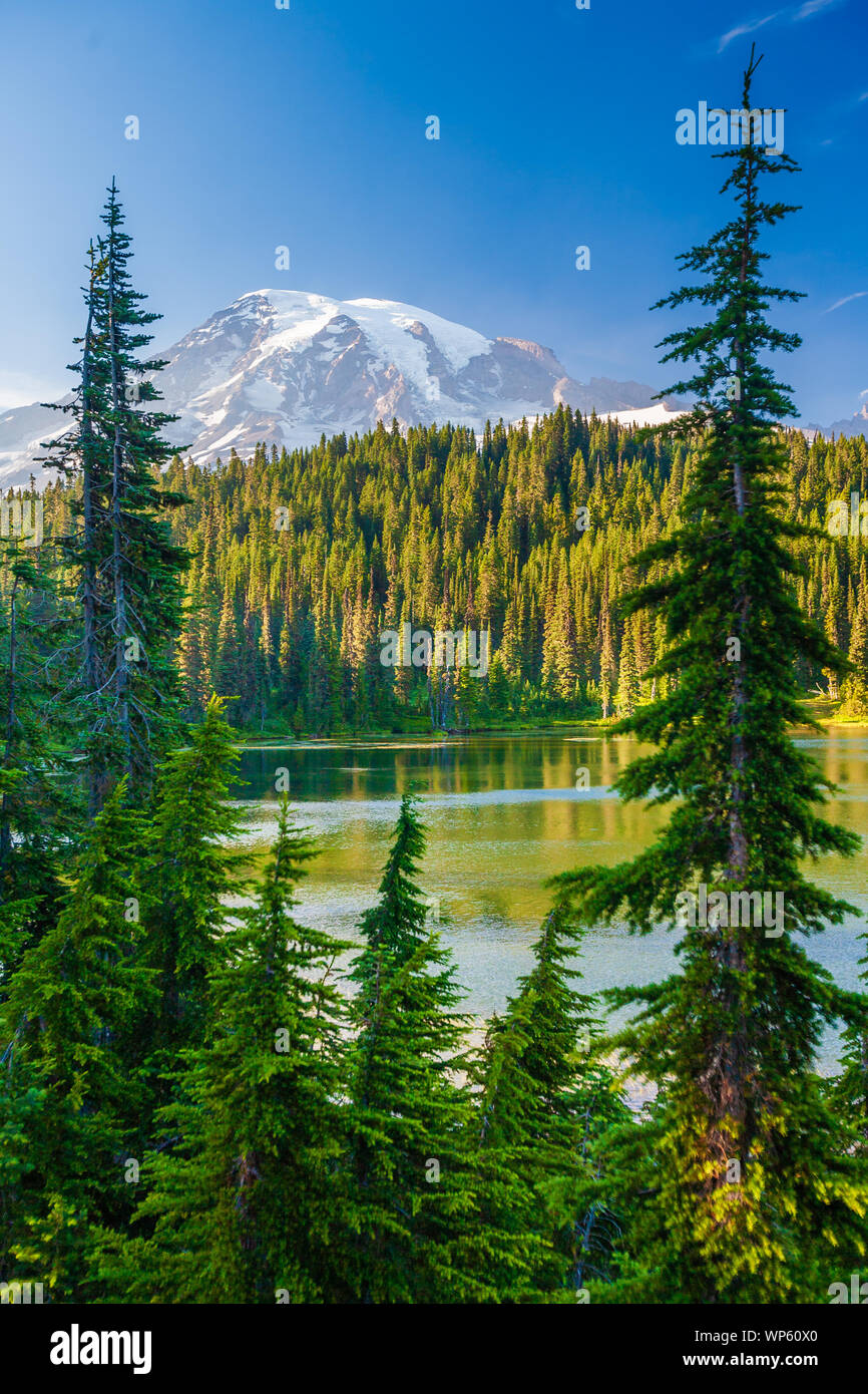 Overlooking a lake and a forest of pine trees with Mt. Rainier looming ...