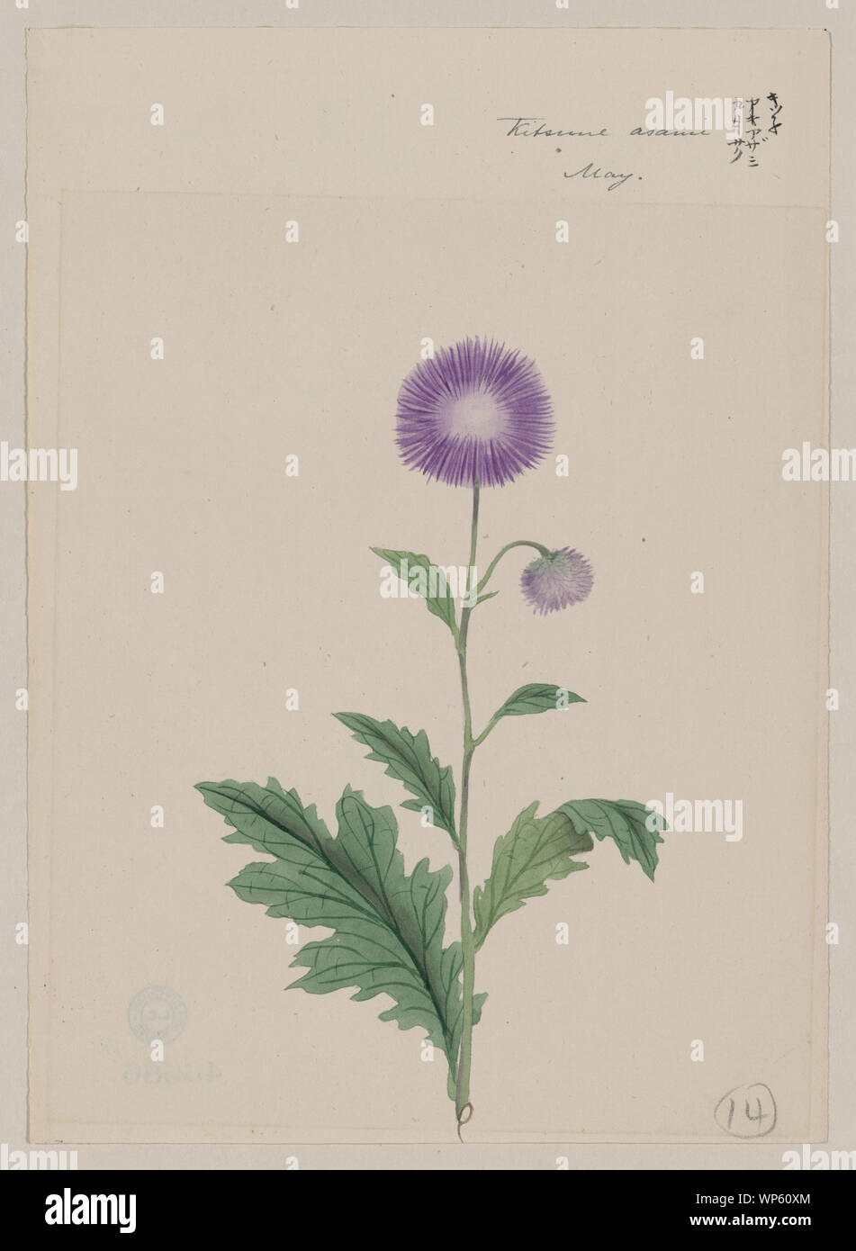 Azami hi-res stock photography and images - Alamy