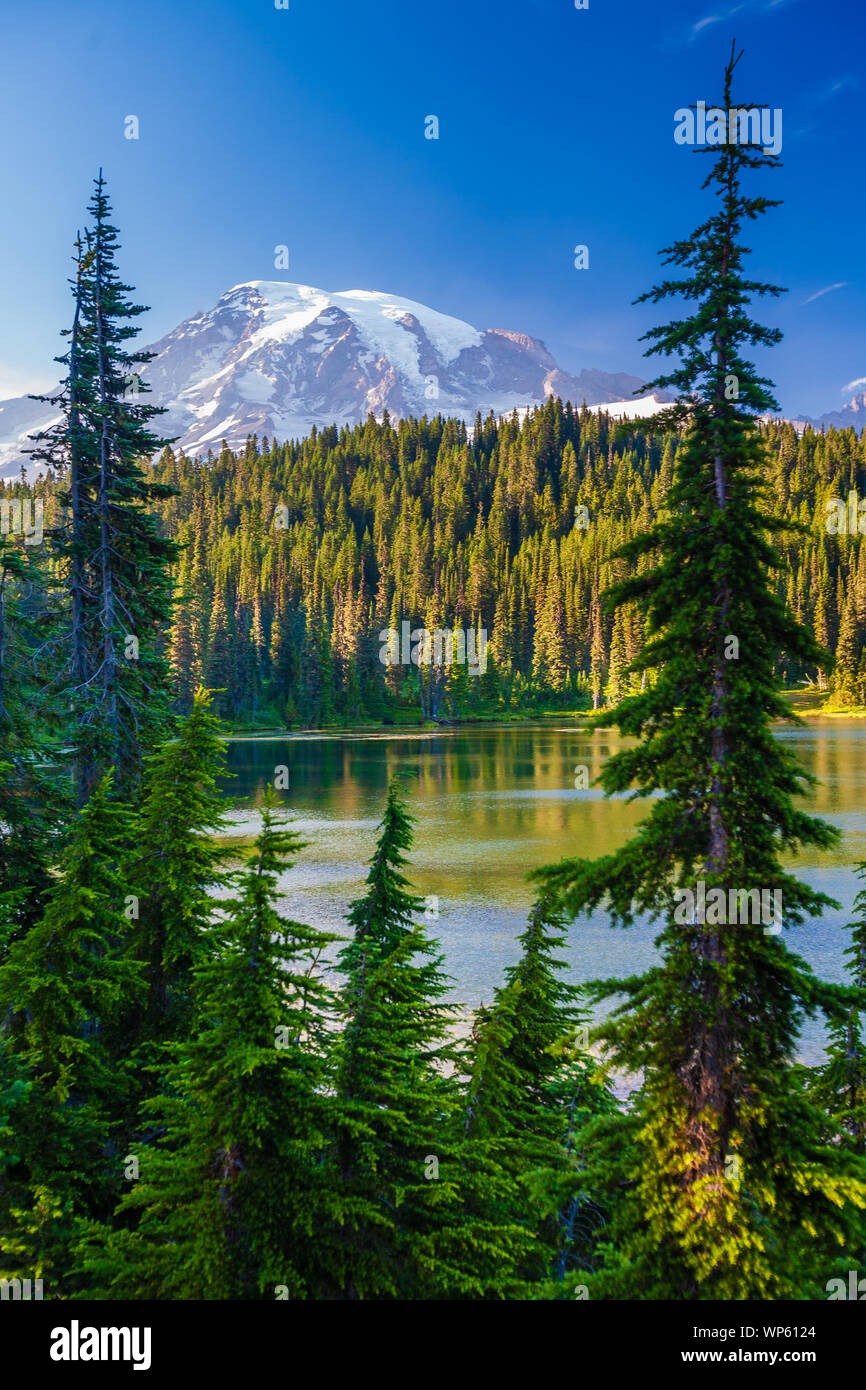 Overlooking a lake and a forest of pine trees with Mt. Rainier looming ...