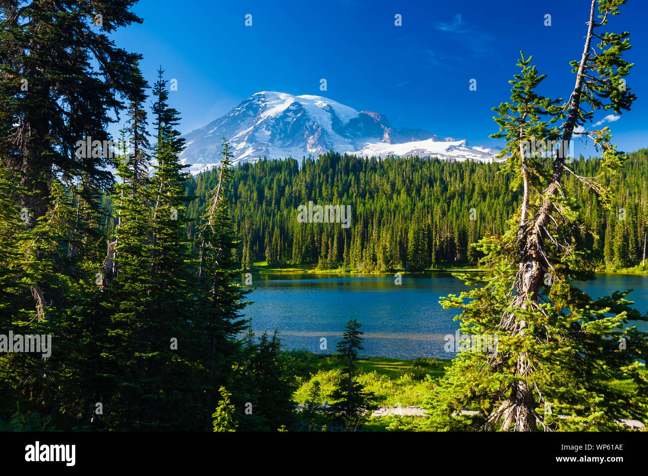 Overlooking a lake and a forest of pine trees with Mt. Rainier looming ...