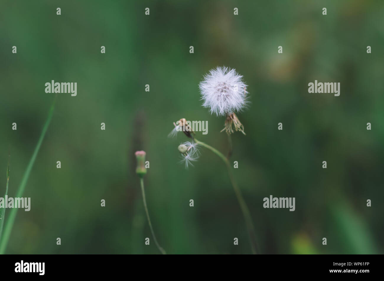 Single flower in the forest Stock Photo - Alamy