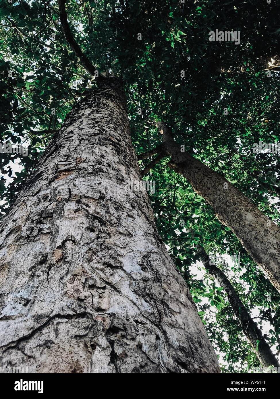 Big tree nature Stock Photo - Alamy