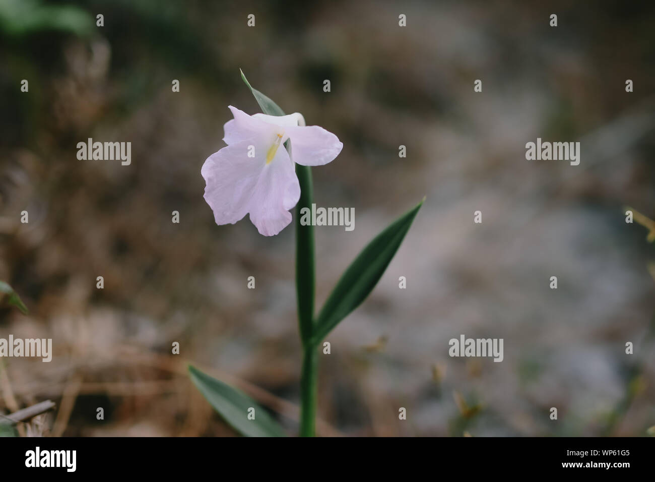 Single flower in the forest Stock Photo - Alamy