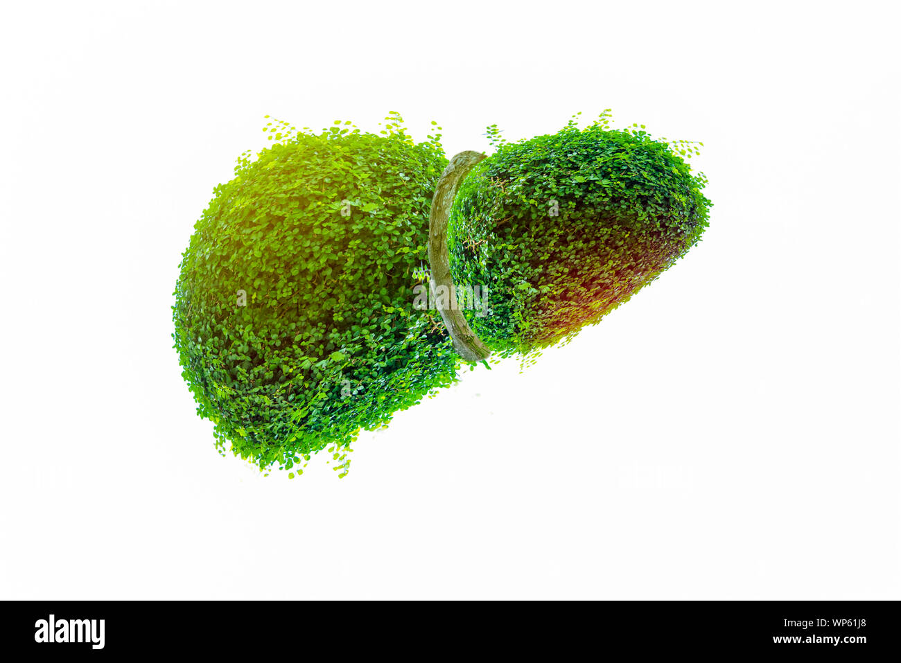 Realistic liver images are human green tree shapes about diseases and ...