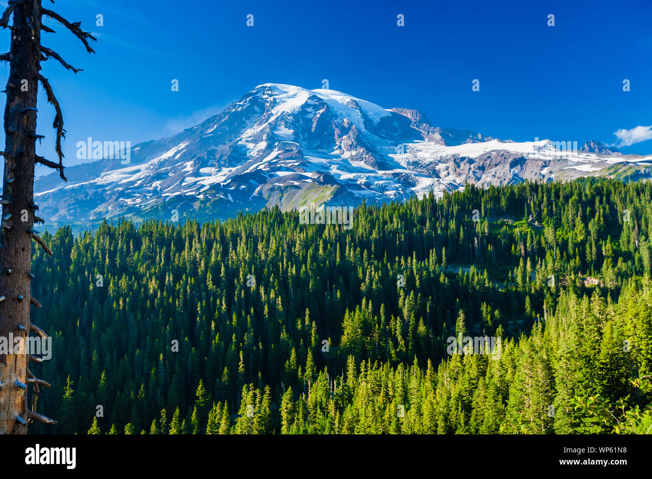 Forest of pine trees with snow covered Mt. Rainier in the distance on a ...