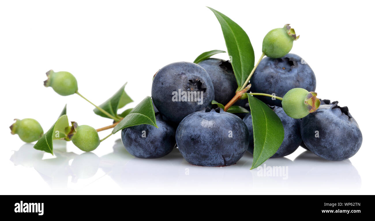 Unripe and ripe blueberries with leaves isolated on white background ...