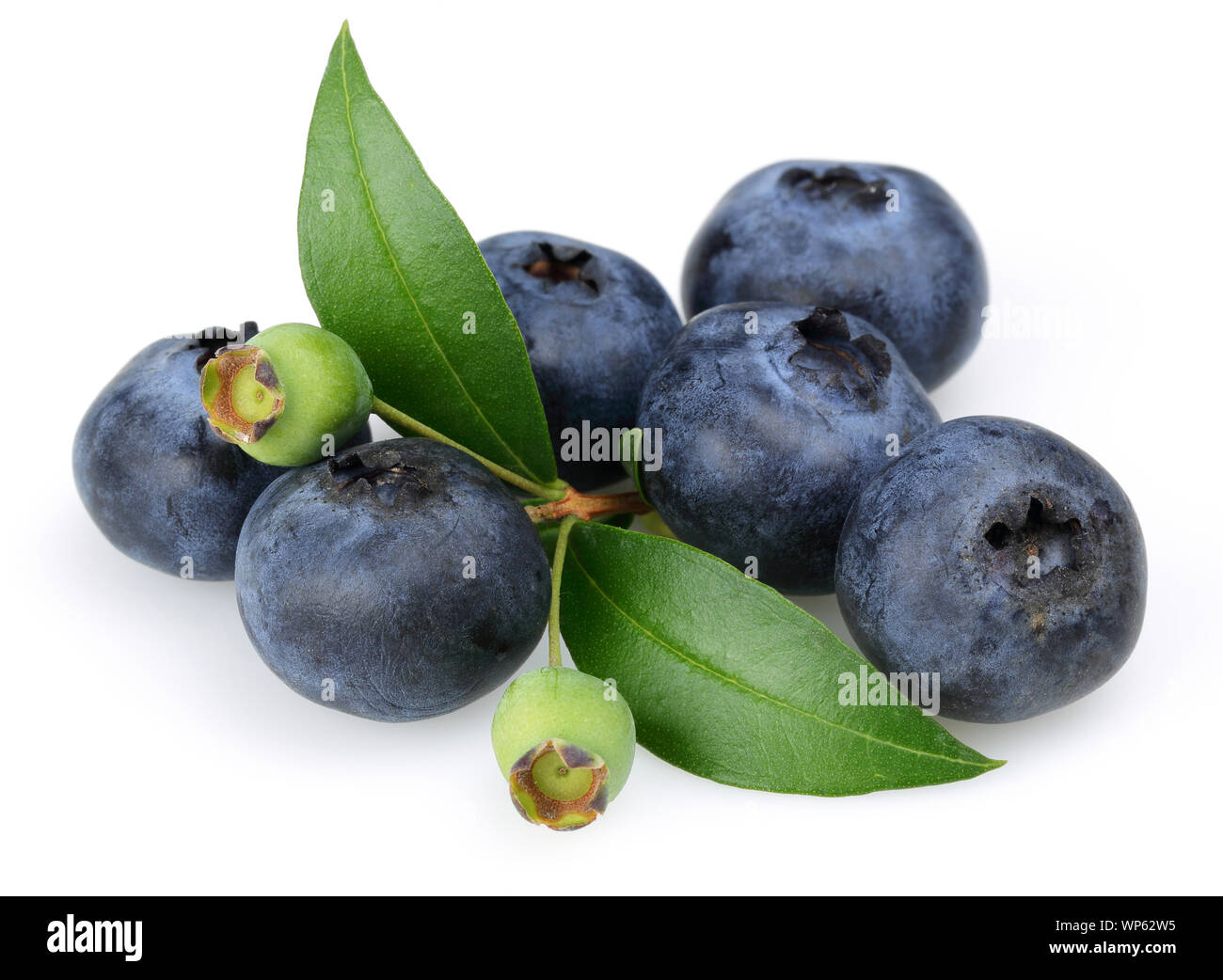 Unripe and ripe blueberries with leaves isolated on white background ...