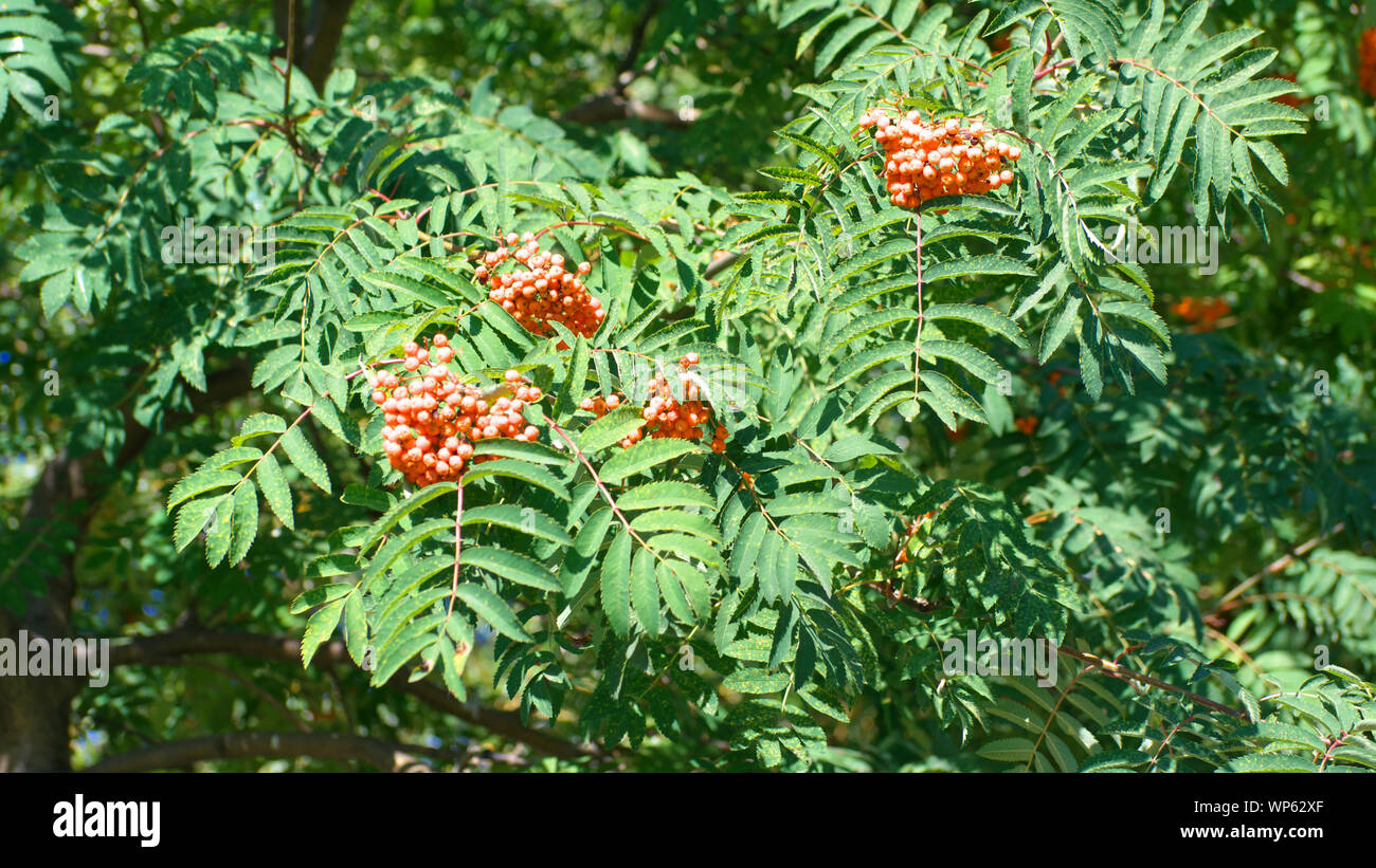 ashberry at dry sunny summer day Stock Photo - Alamy