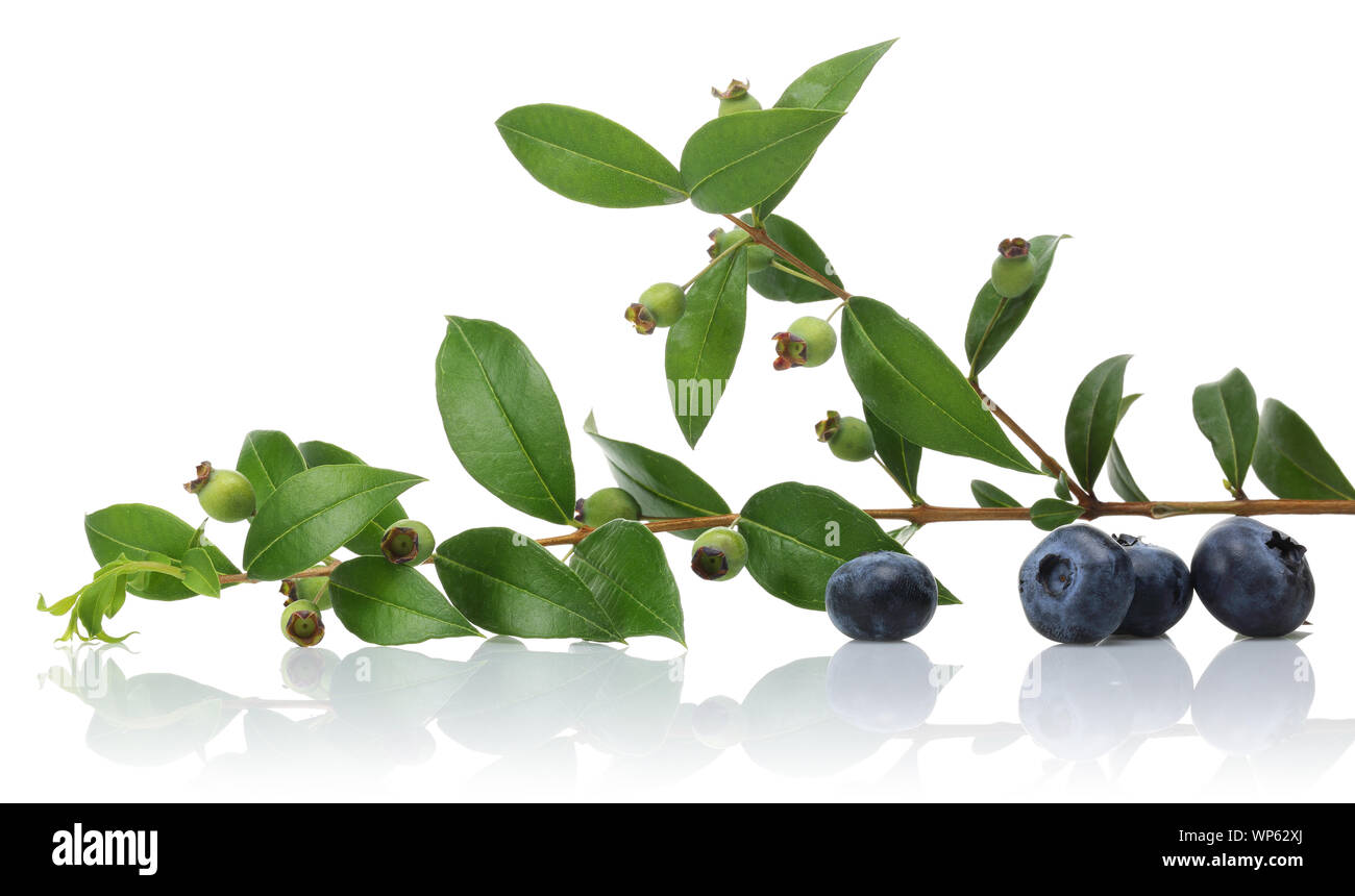 Unripe and ripe blueberries with leaves isolated on white background ...