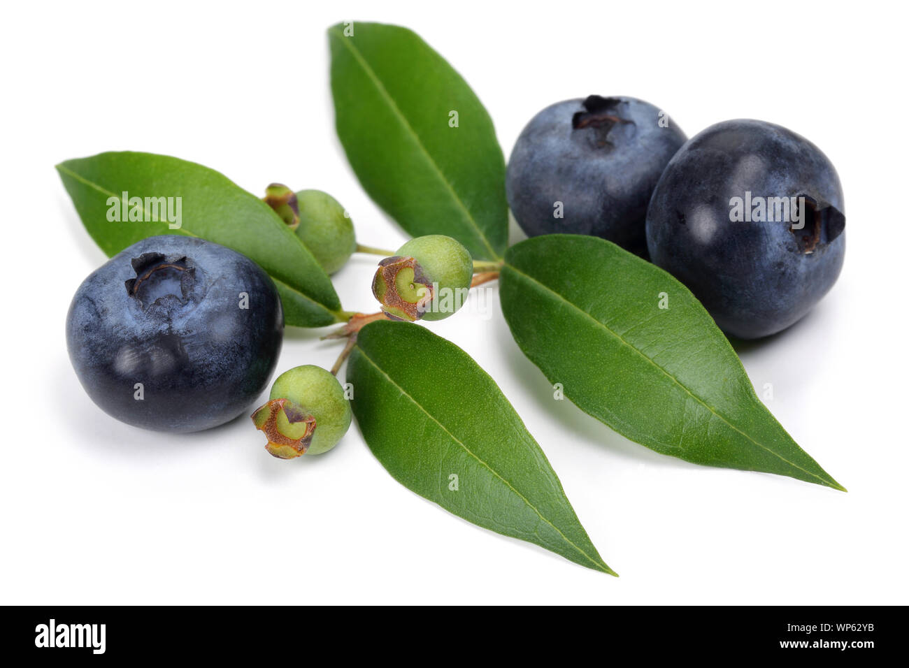 Unripe and ripe blueberries with leaves isolated on white background ...