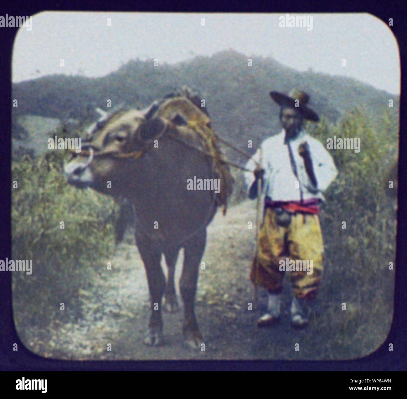Korean sand pack-saddled ox in the hill district between Seoul and ...