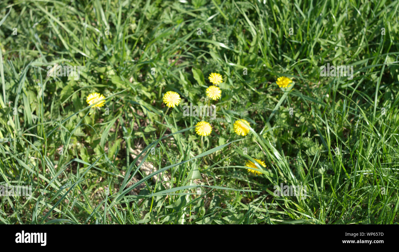 Dandelion at Spring Stock Photo - Alamy