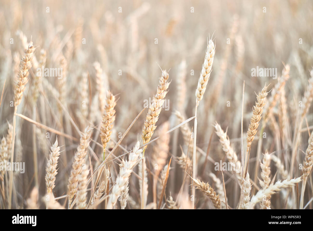 Wheat reed hi-res stock photography and images - Alamy