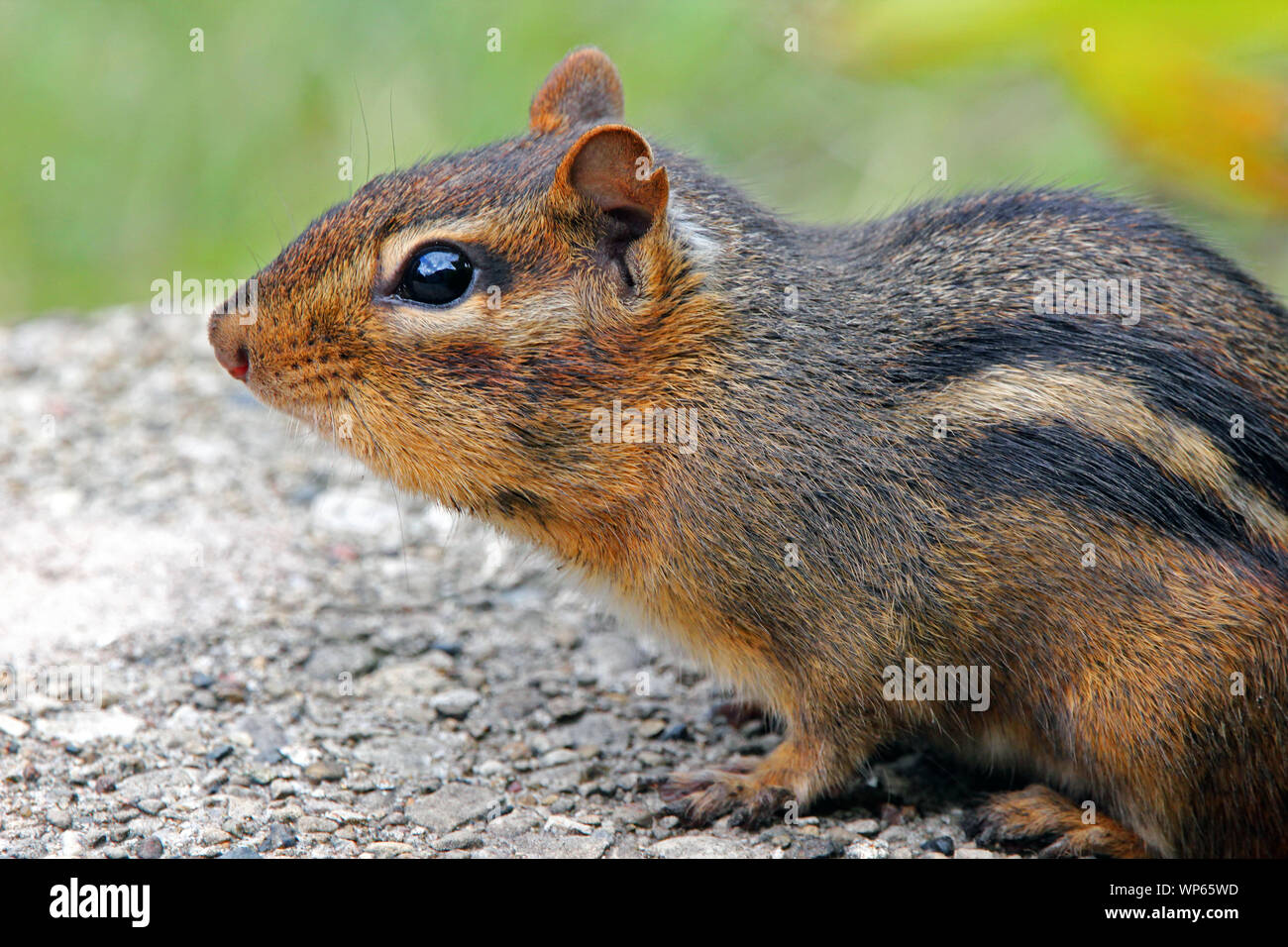 Sciuridac hi-res stock photography and images - Alamy