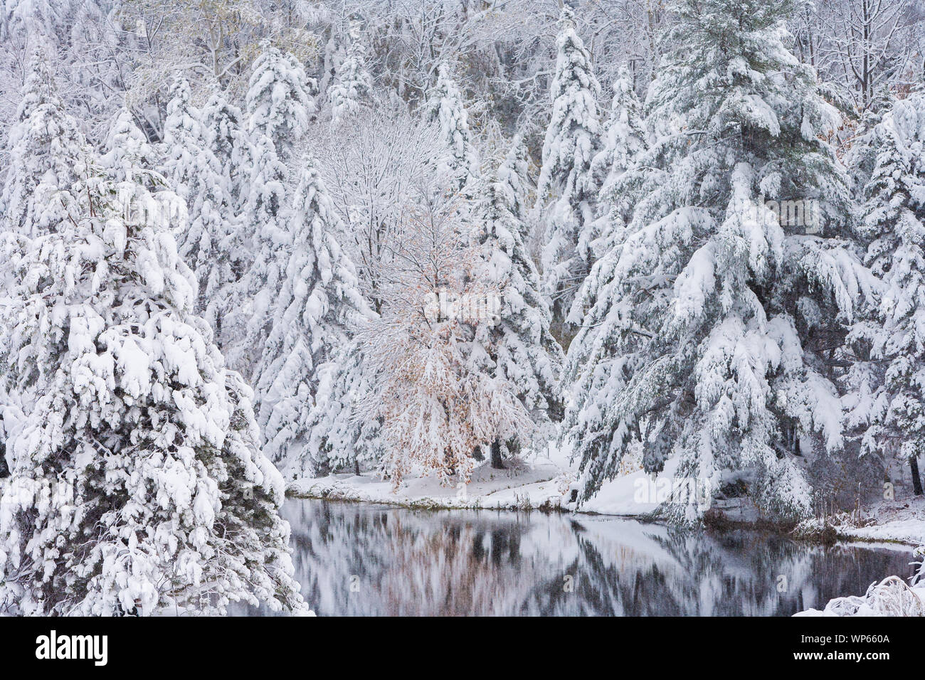 Frozen pond new forest hi-res stock photography and images - Alamy