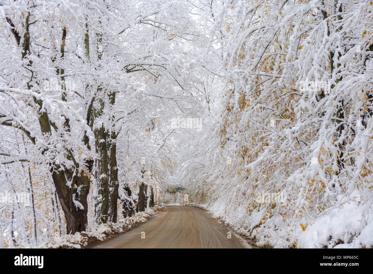 Snow covered tree canopy over a dirt road during fall foliage season ...