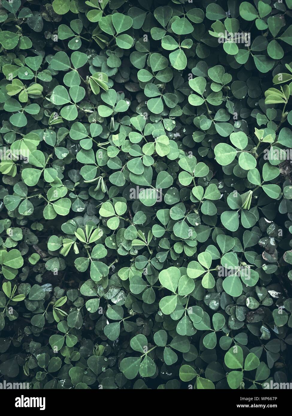 Small natural clover leaf group in the rainy season Stock Photo - Alamy