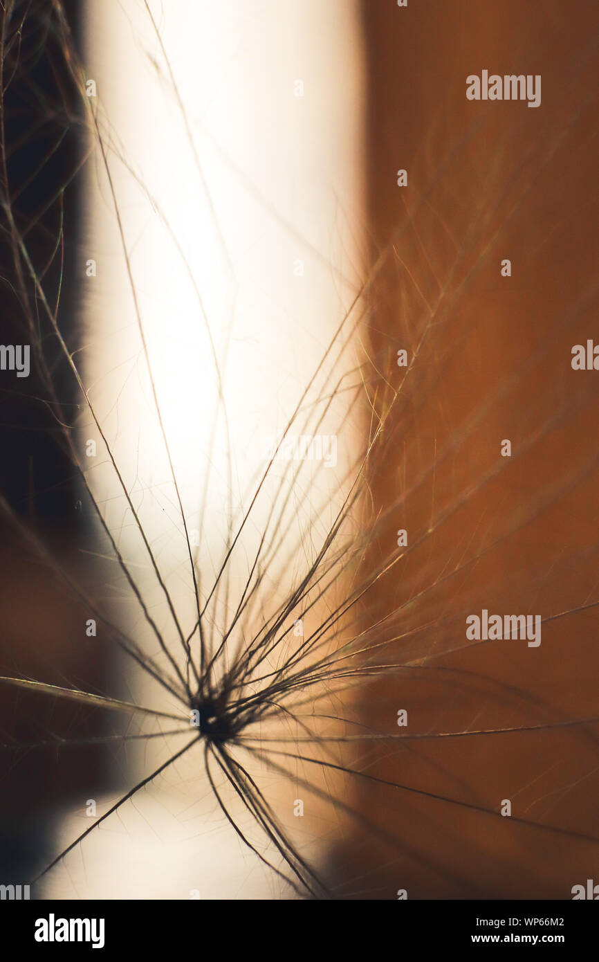 Light fluff macro closeup background Stock Photo - Alamy