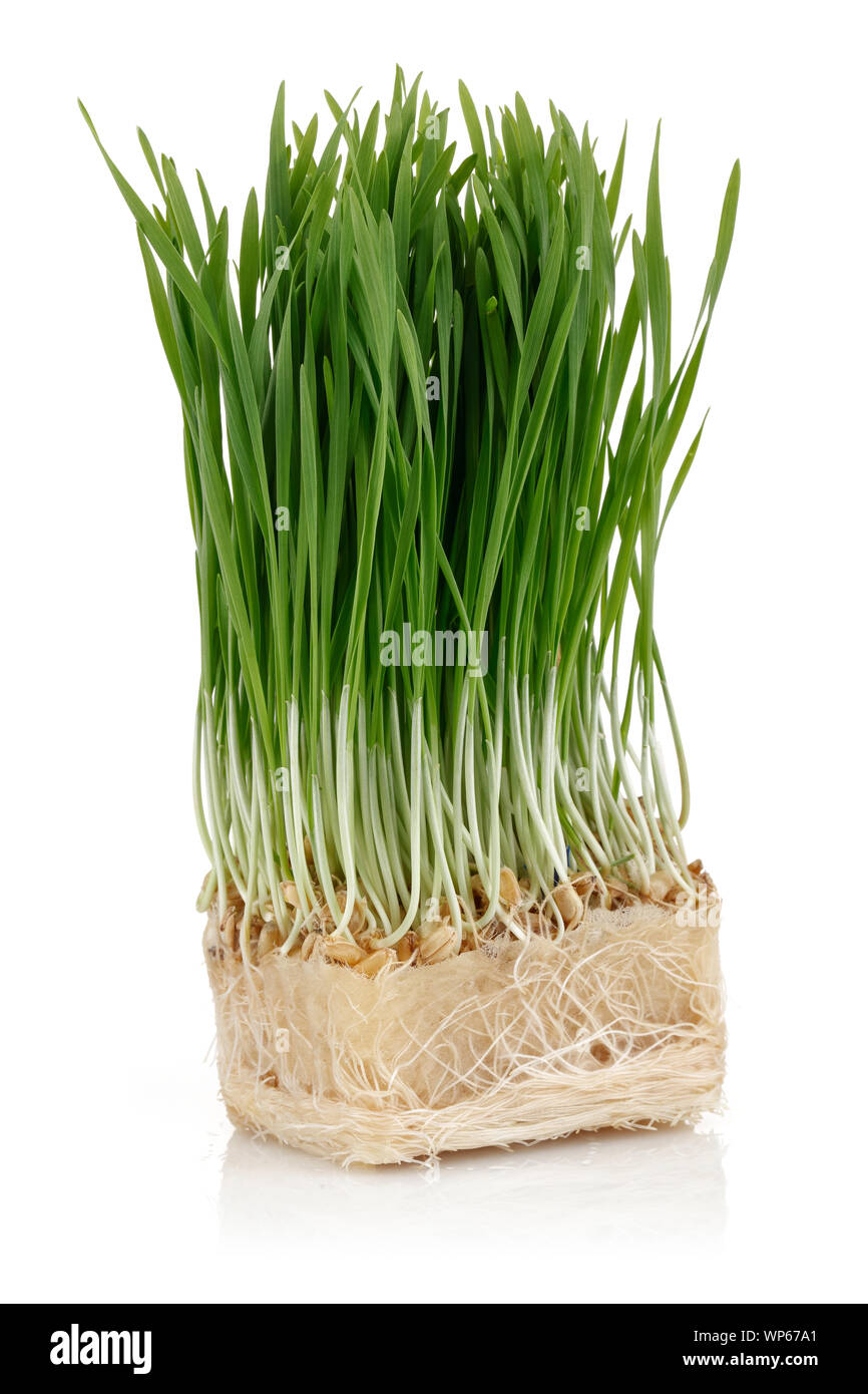 Green wheat sprouts isolated on white background Stock Photo - Alamy
