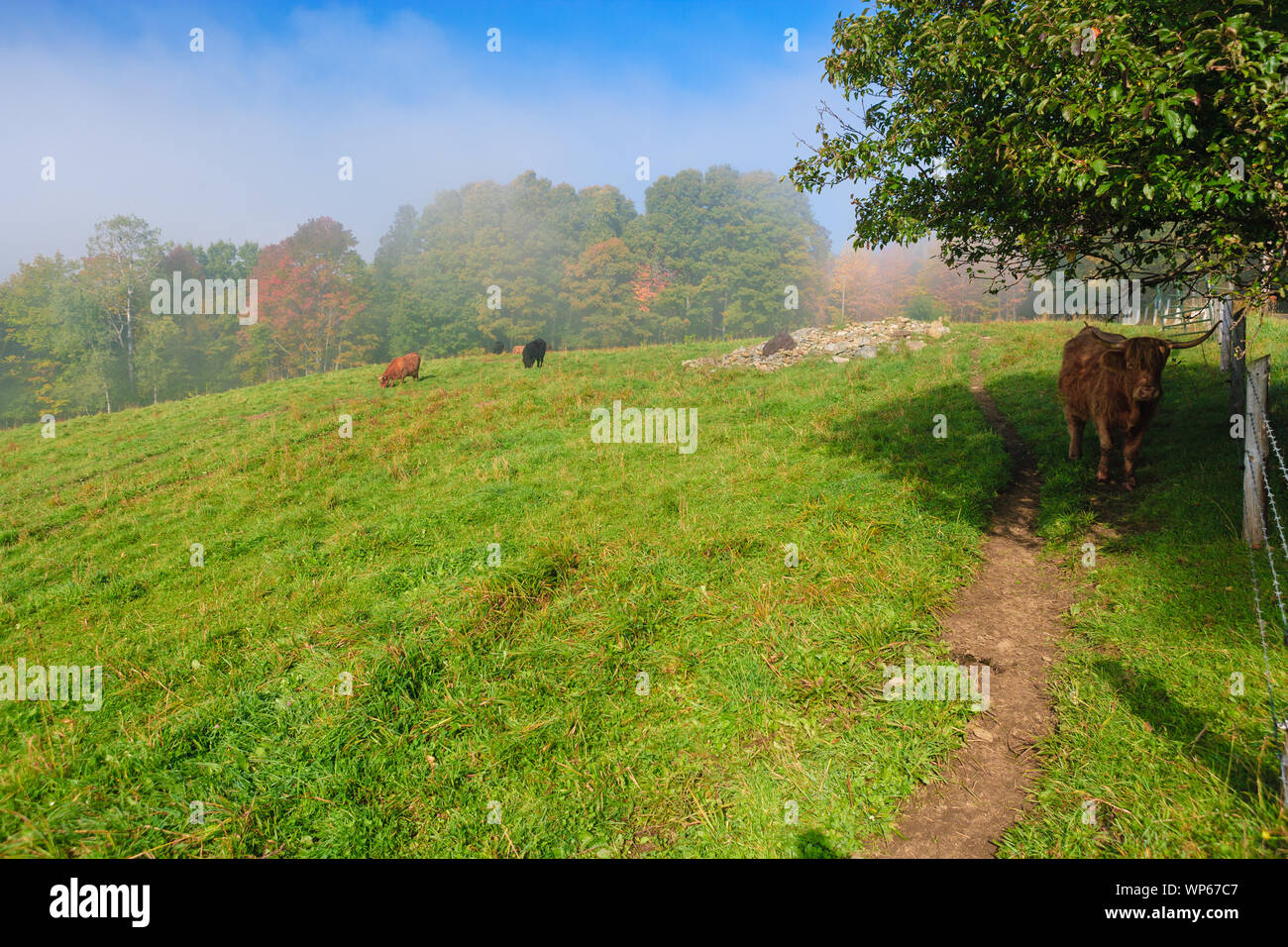 Scotch Highland cattle walking along a path, Stowe, Vermont, USA Stock ...