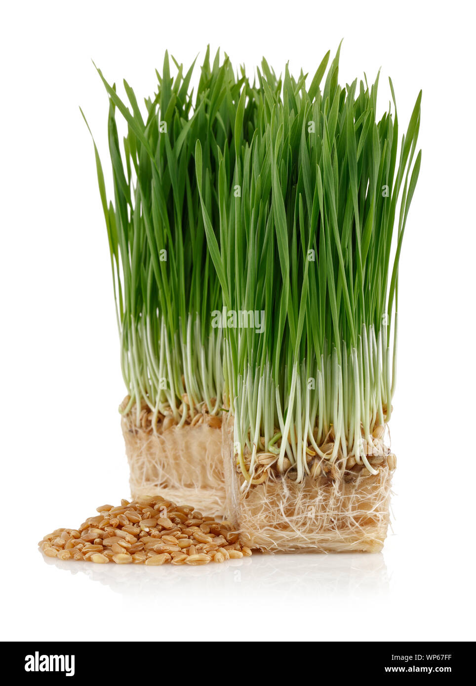 Wheat grains with green wheat sprouts isolated on white background ...