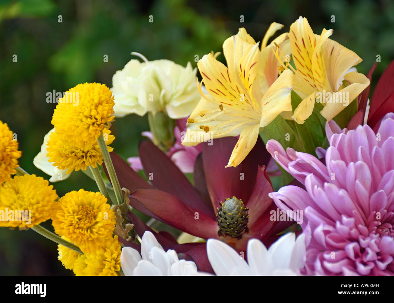 Bright Sunshine Flower Bouquet Studio Shot Stock Photo - Alamy