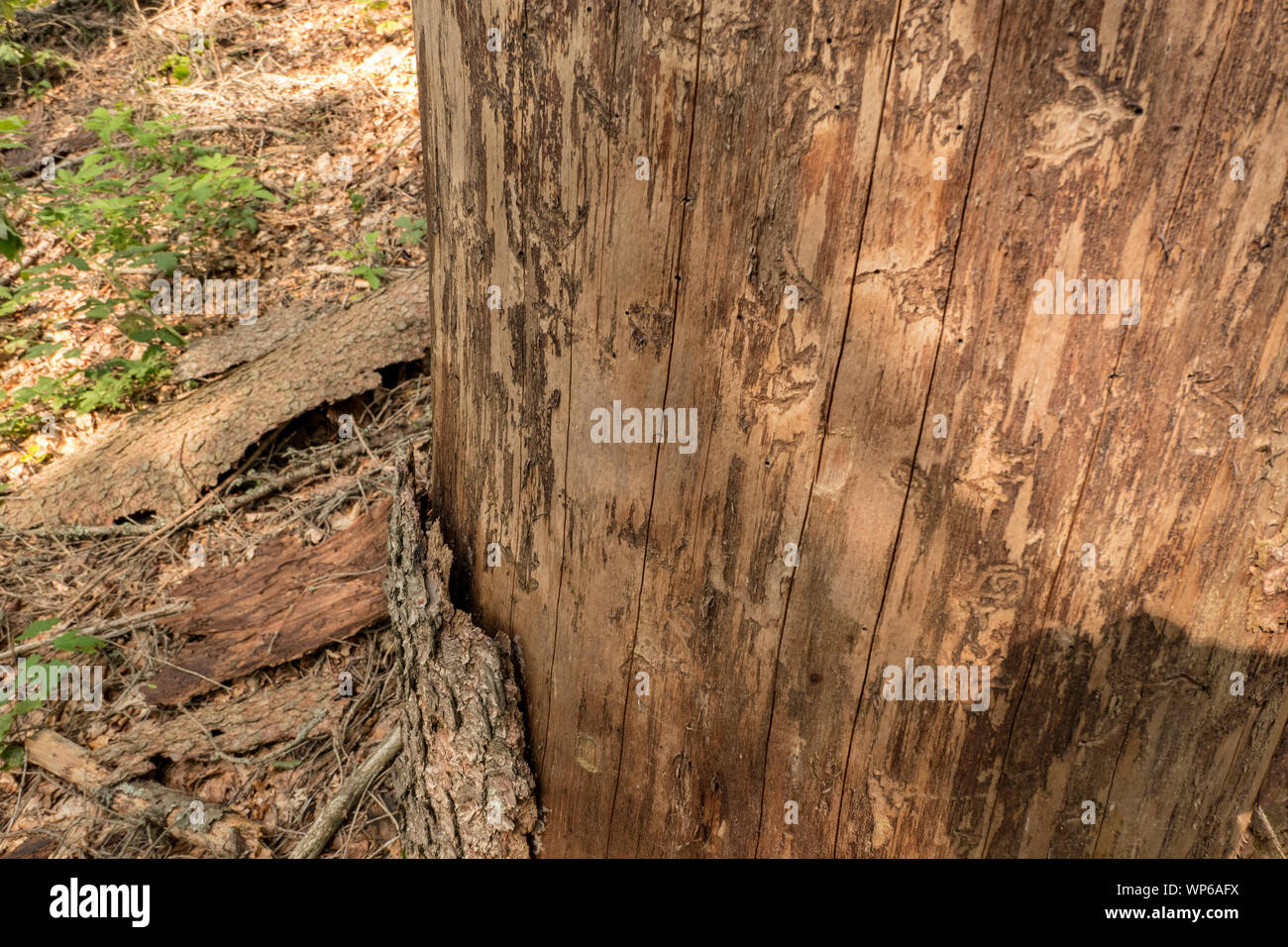 Larvae without hi-res stock photography and images - Alamy