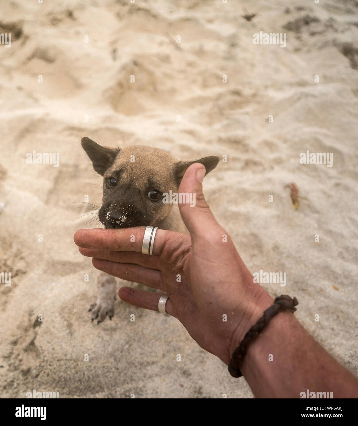 Puppy biting man's hand on a beach. Hand with some rings Stock Photo ...