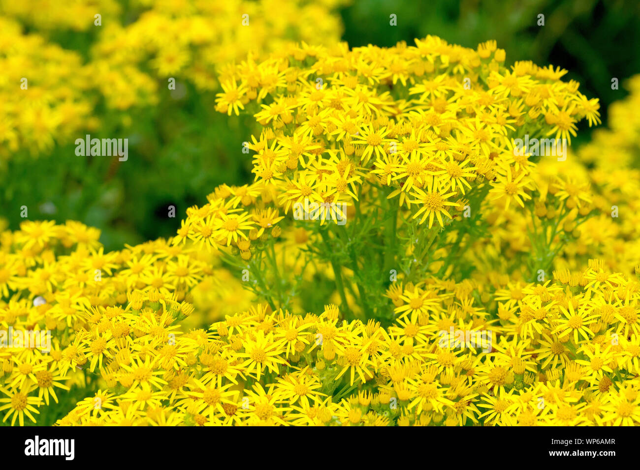 Common Ragwort (senecio jacobaea), close up of the mass of flowers ...