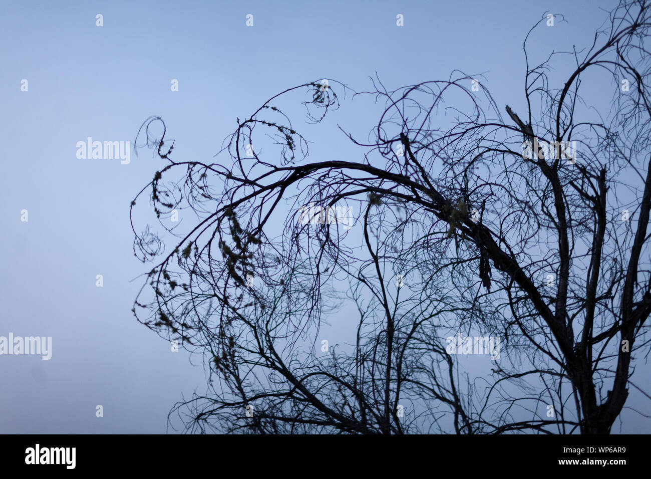 Tree branch against sky with moon Stock Photo - Alamy