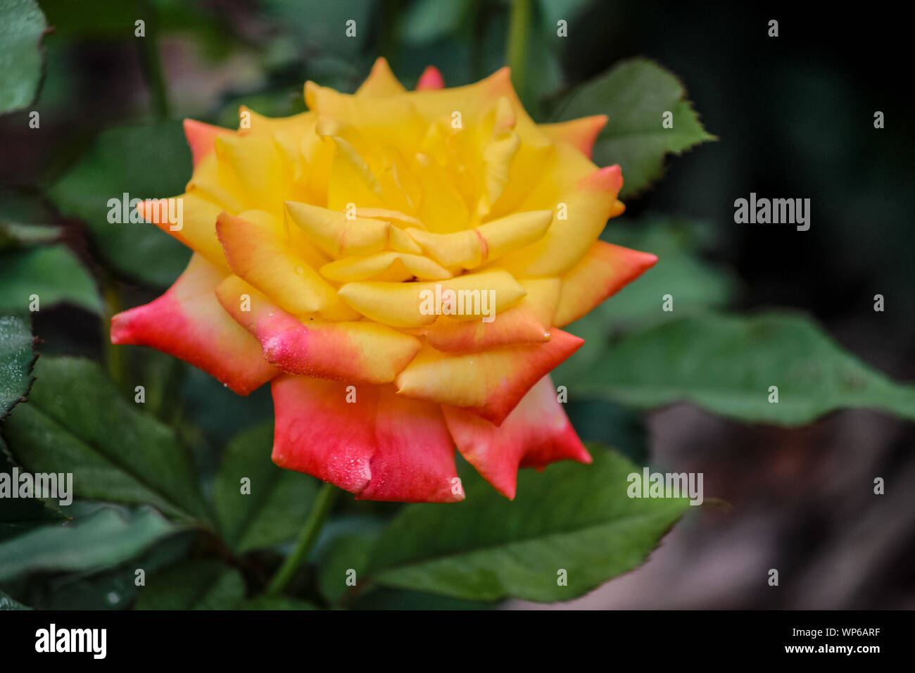 Rosa 'Love & Peace' - Hybrid tea rose with vibrant colors Stock Photo ...