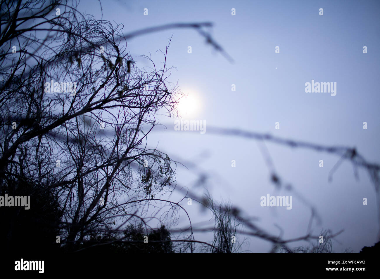 Tree branch against sky with moon Stock Photo - Alamy