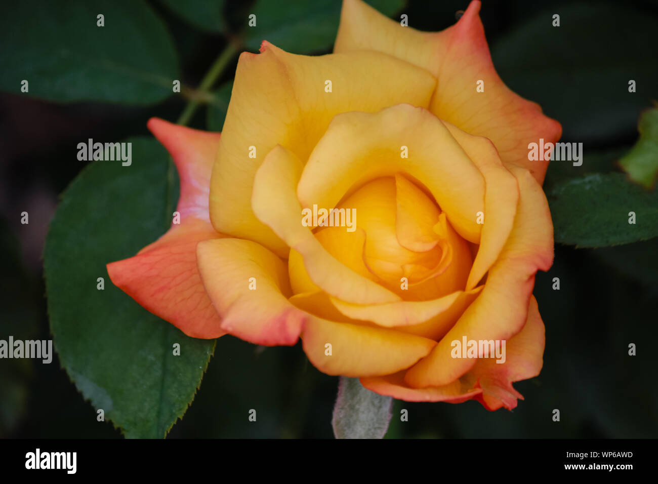 Rosa 'Love & Peace' - Hybrid tea rose with vibrant colors Stock Photo ...