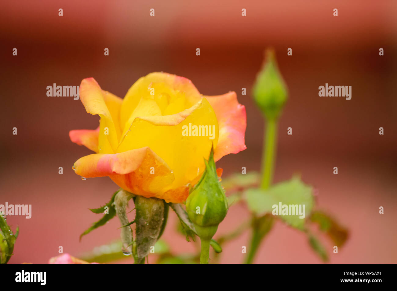 Rosa 'Love & Peace' - Hybrid tea rose with vibrant colors Stock Photo ...