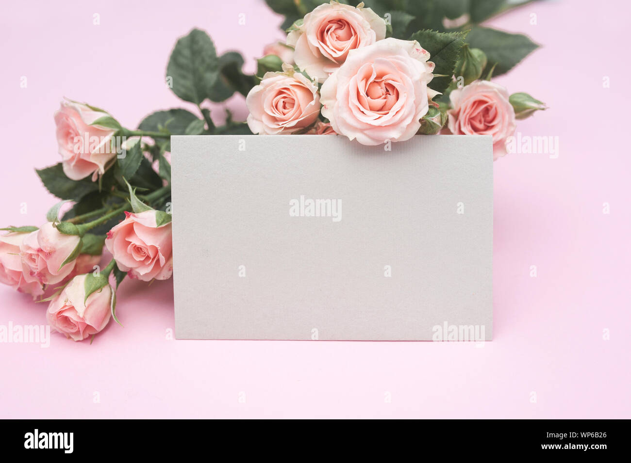 empty pink paper sheet and buds of pink roses, festive background, copy ...