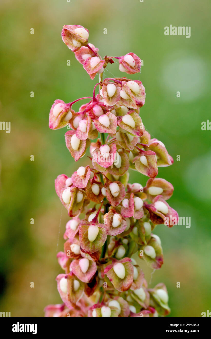 Curled Dock (rumex crispus), close up showing details of the seeds or ...